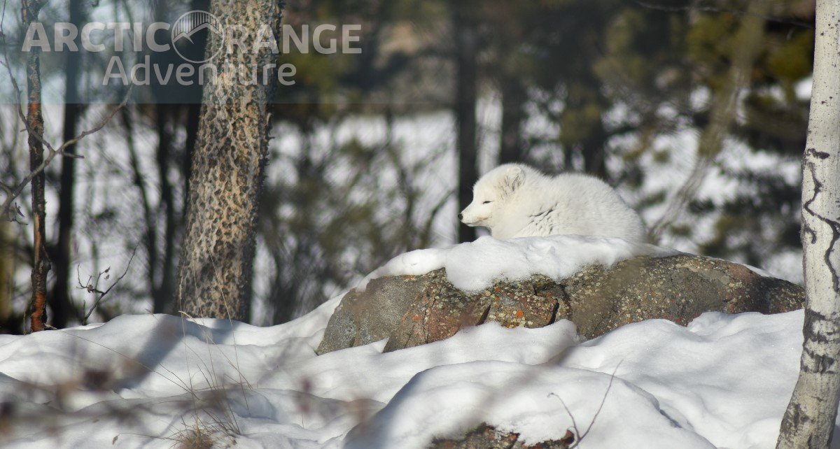 Arctic fox | Arctic Range Adventure