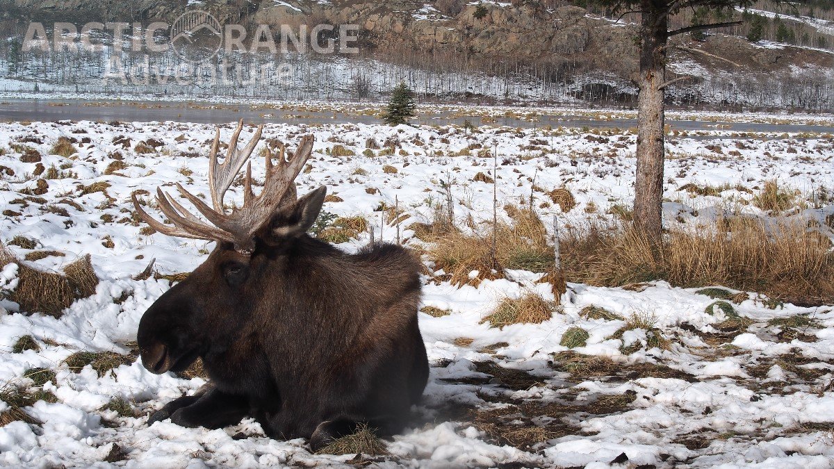 Arctic Moose
