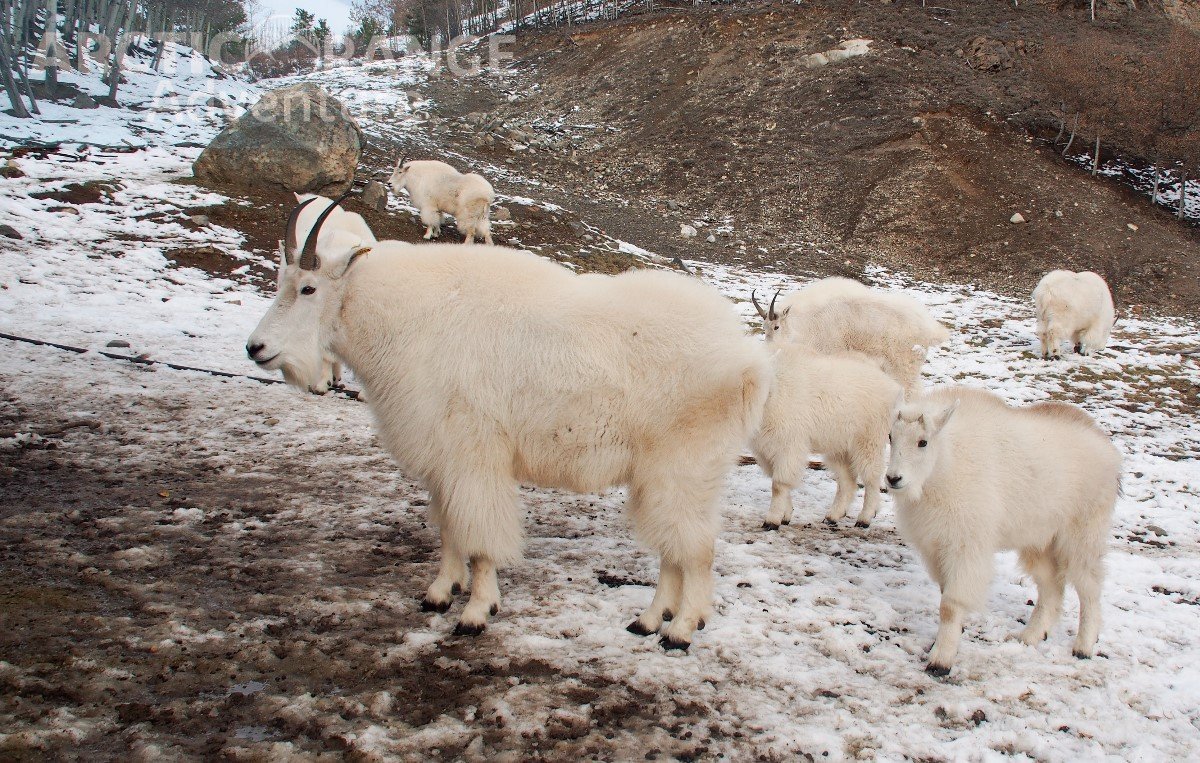 Mountain Goat | Arctic Range Adventure