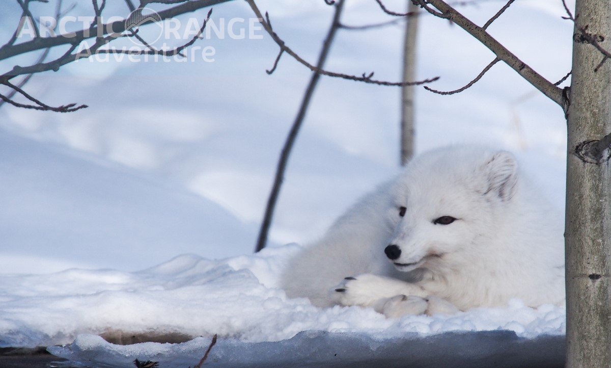 Arctic Fox | Arctic Range Adventure