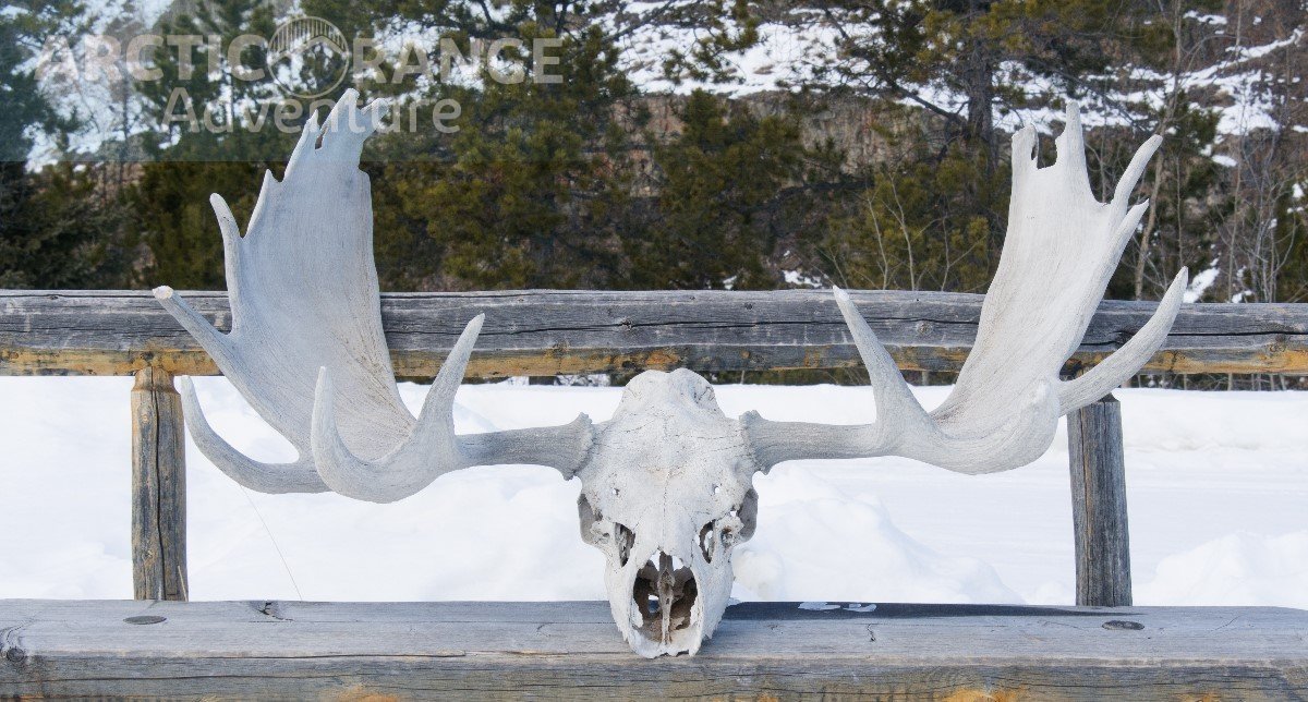 Moose Skull | Arctic Range Adventure
