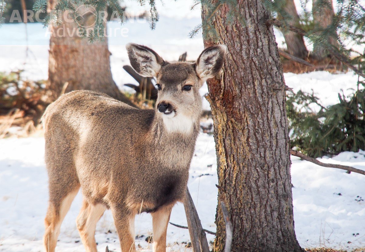Mule Deer | Arctic Range Adventure
