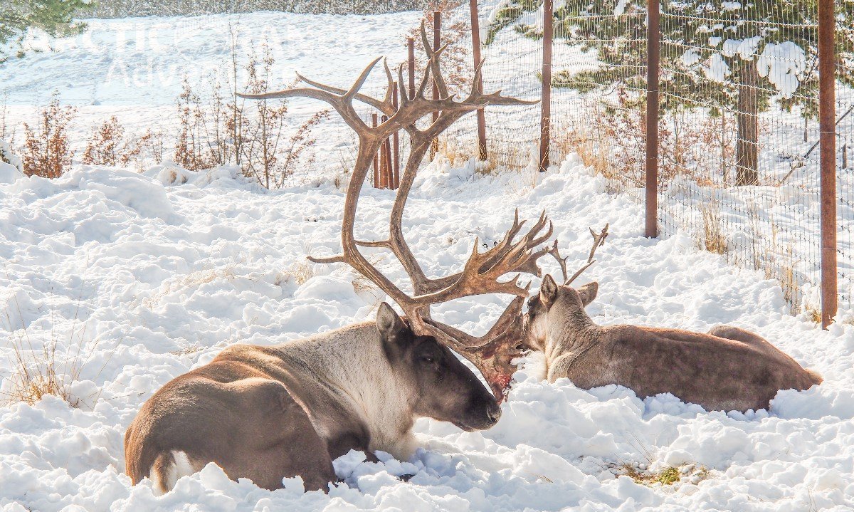 CARIBOU | Arctic Range Adventure