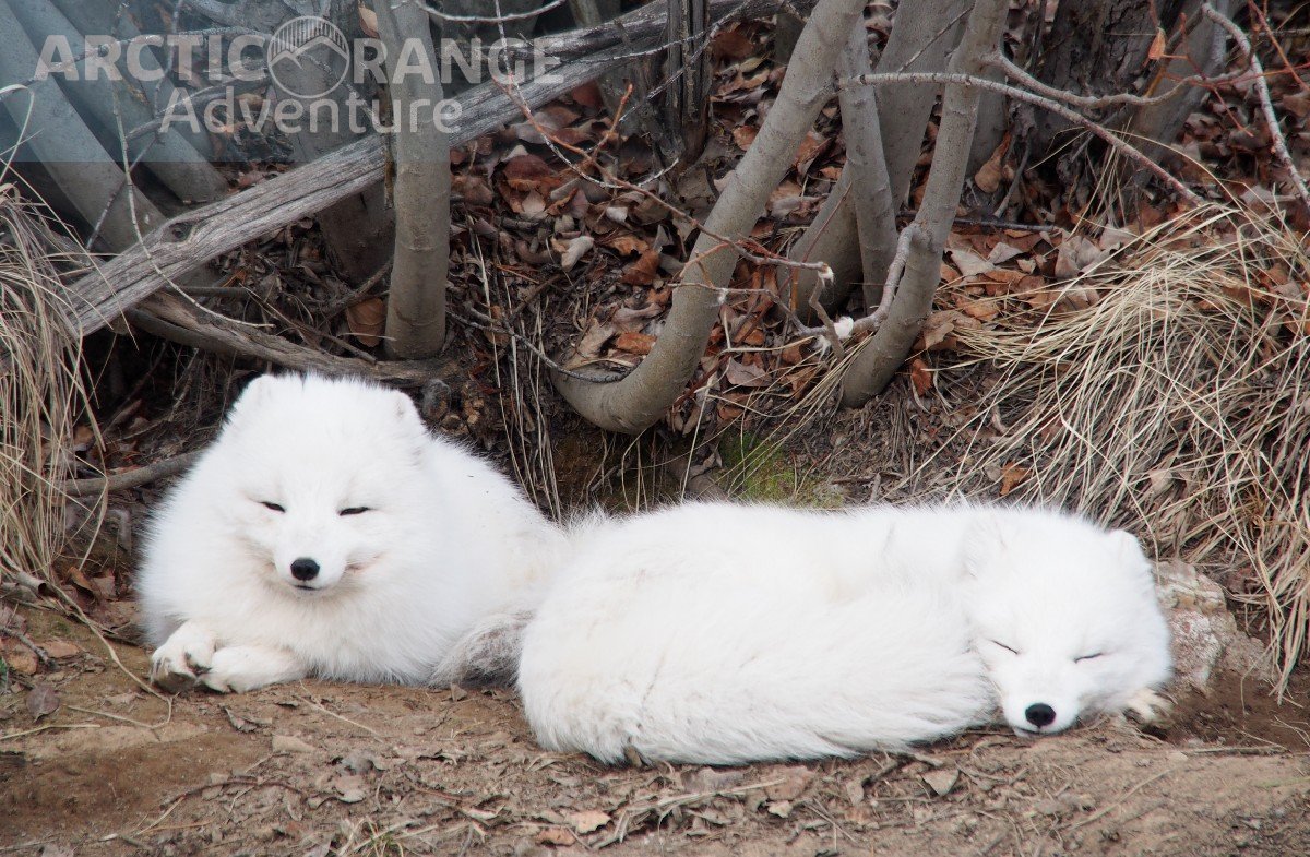 Arctic Fox | Arctic Range Adventure