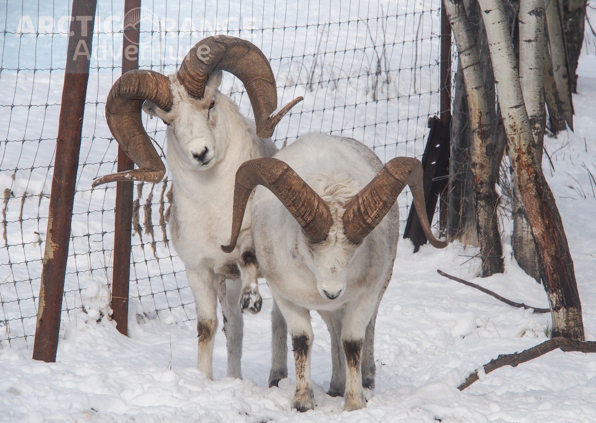 Dall Sheep | Arctic Range Adventure