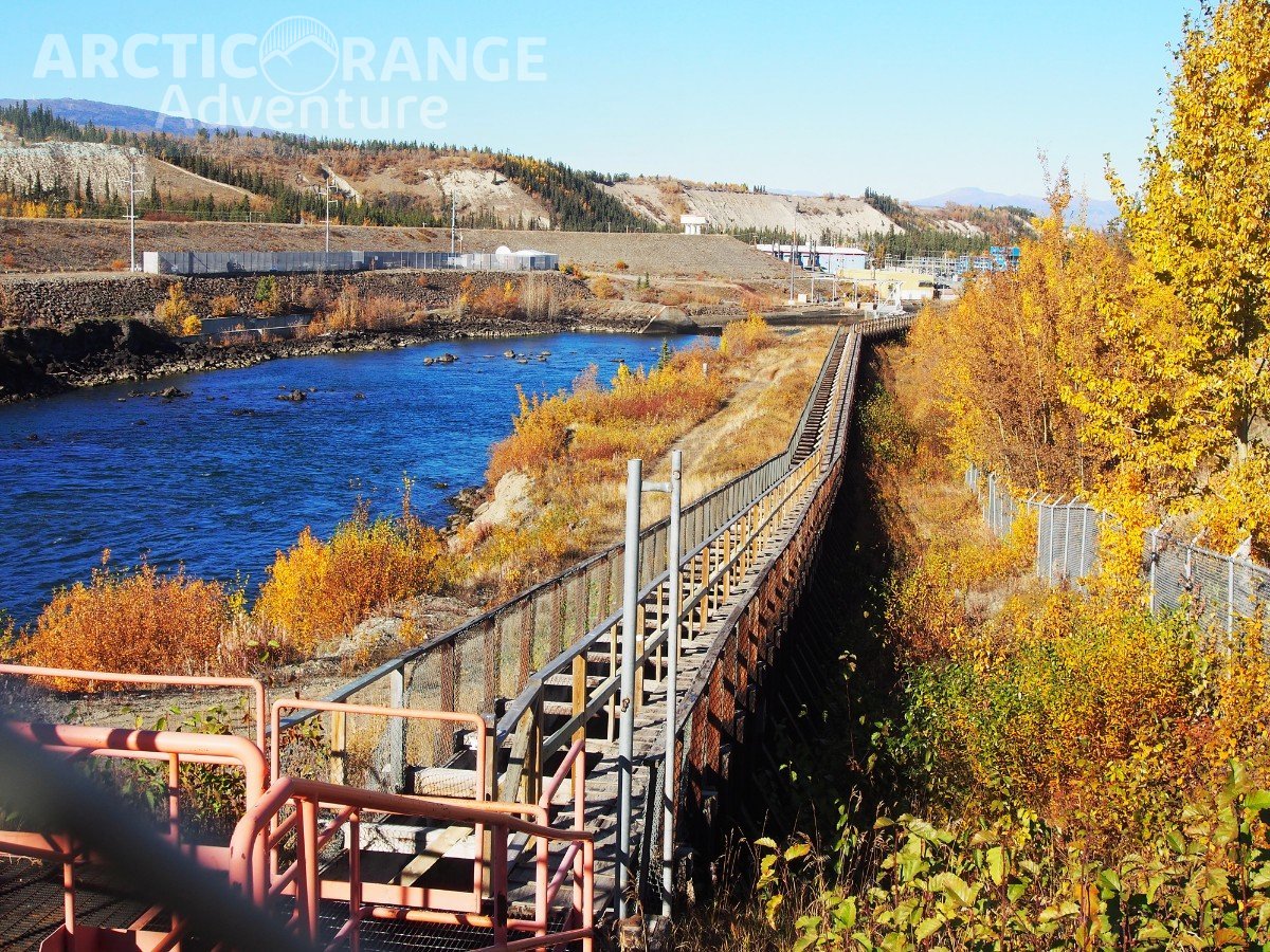 Wooden Fish Ladder | Arctic Range Adventure