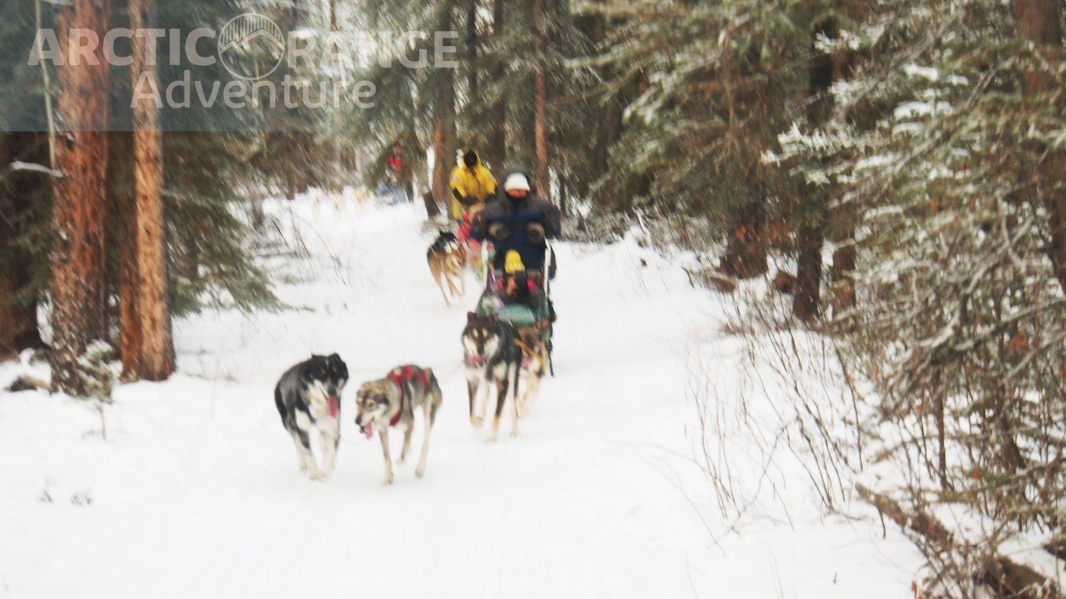 Mushing with dog team | Arctic Range Adventure