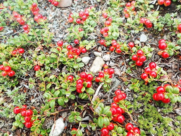 Bearberry In Snow
