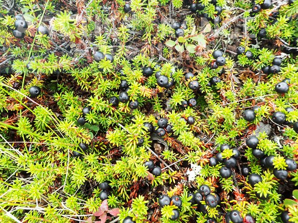 Crowberry | Arctic Range Adventure