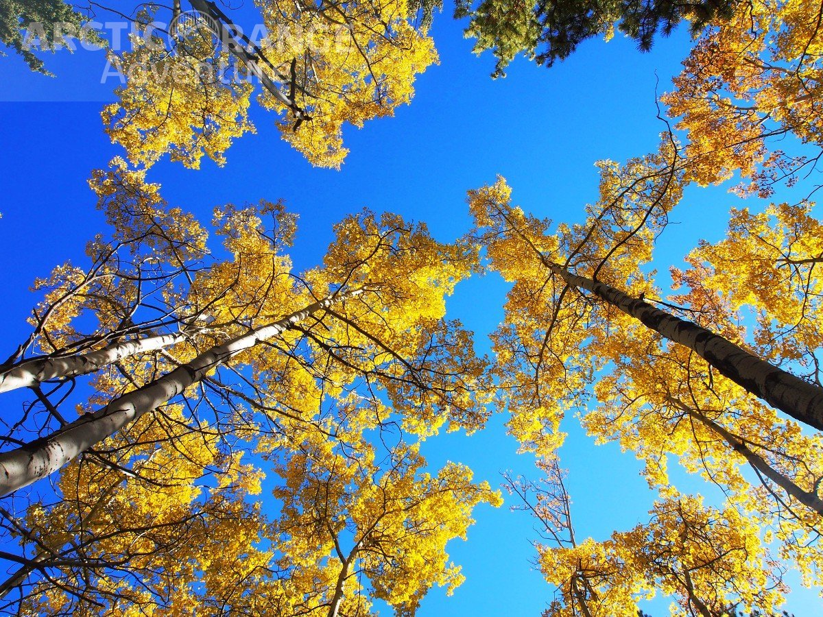 Aspen Trees | Arctic Range Adventure