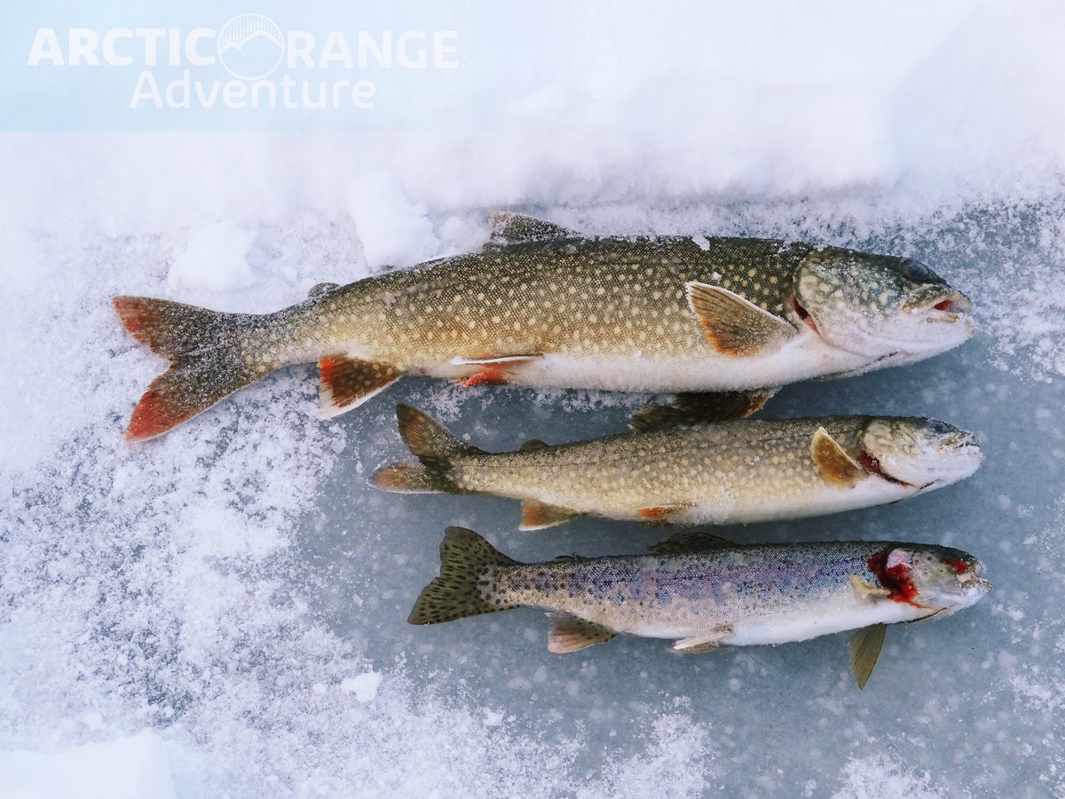 Trout | Arctic Range Adventure