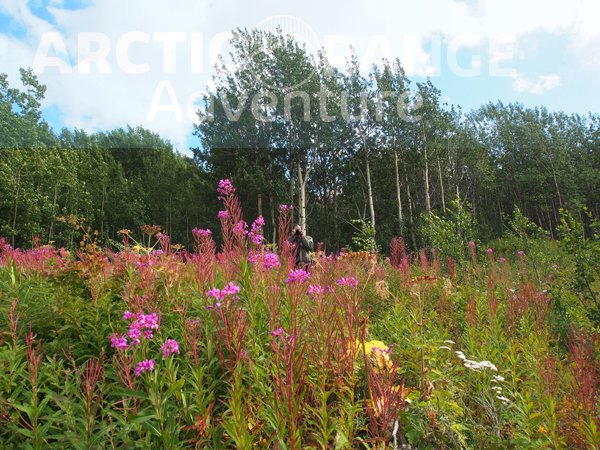 Fireweed | Arctic Range Adventure
