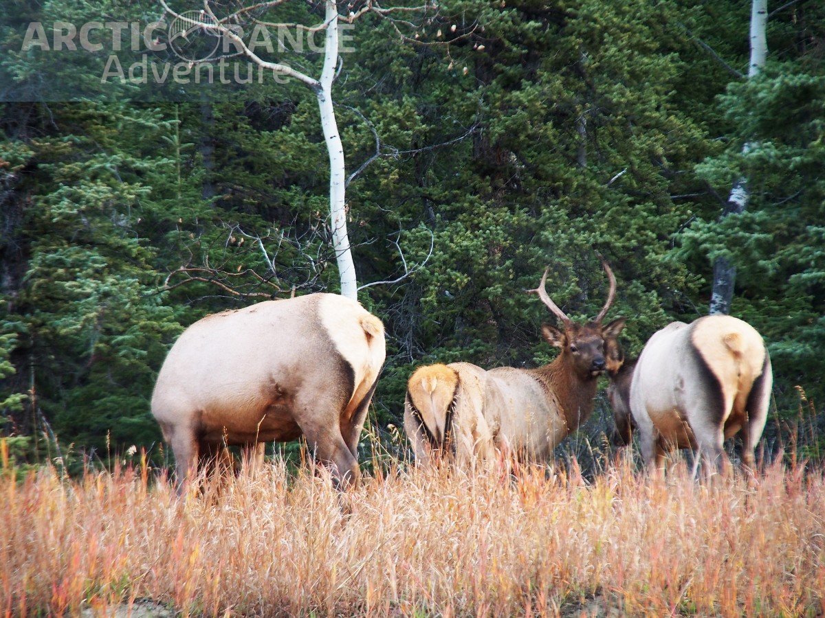 Elk Herd | Arctic Range Adventure