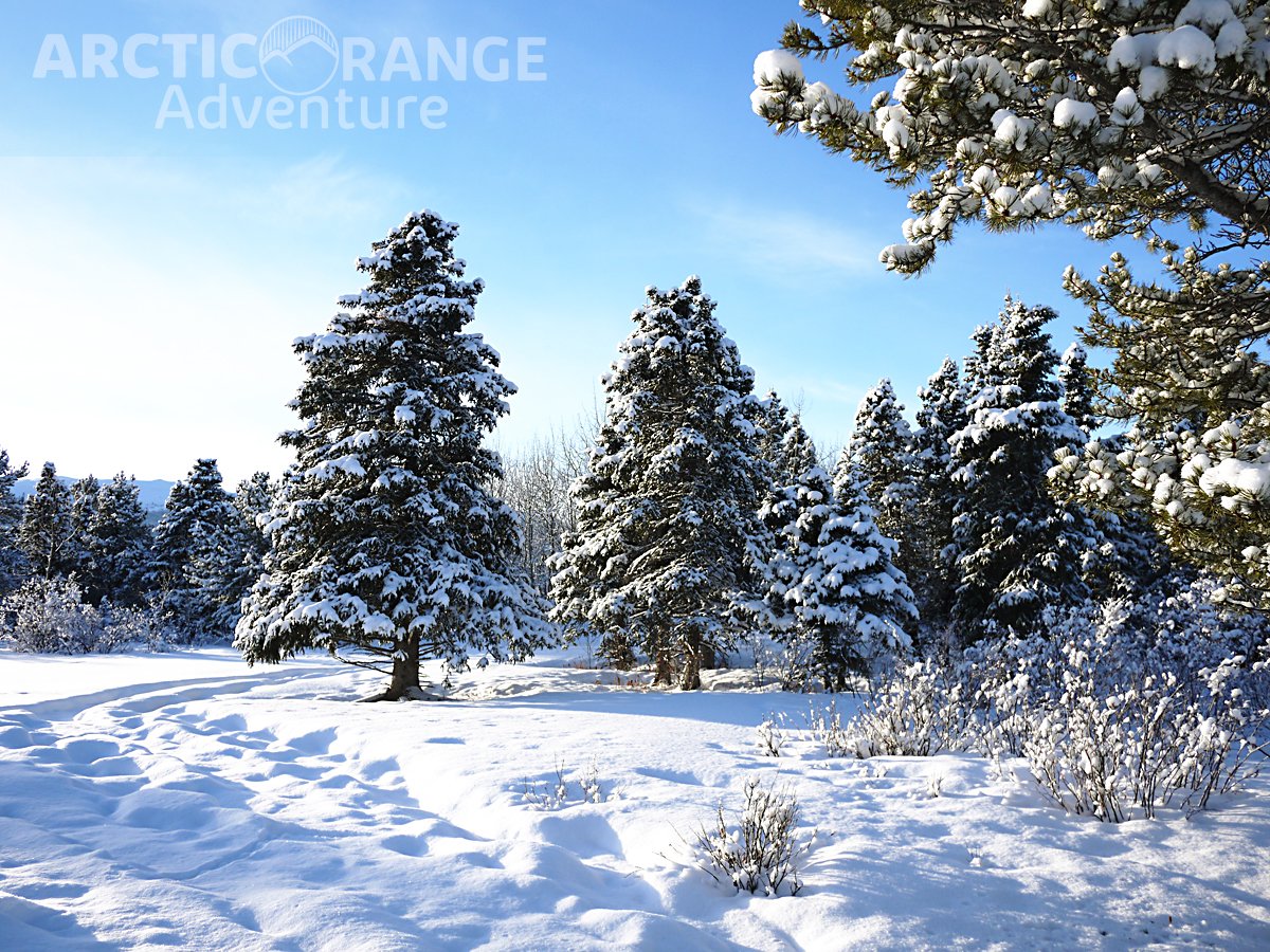 Snow-covered trees | Arctic Range Adventure