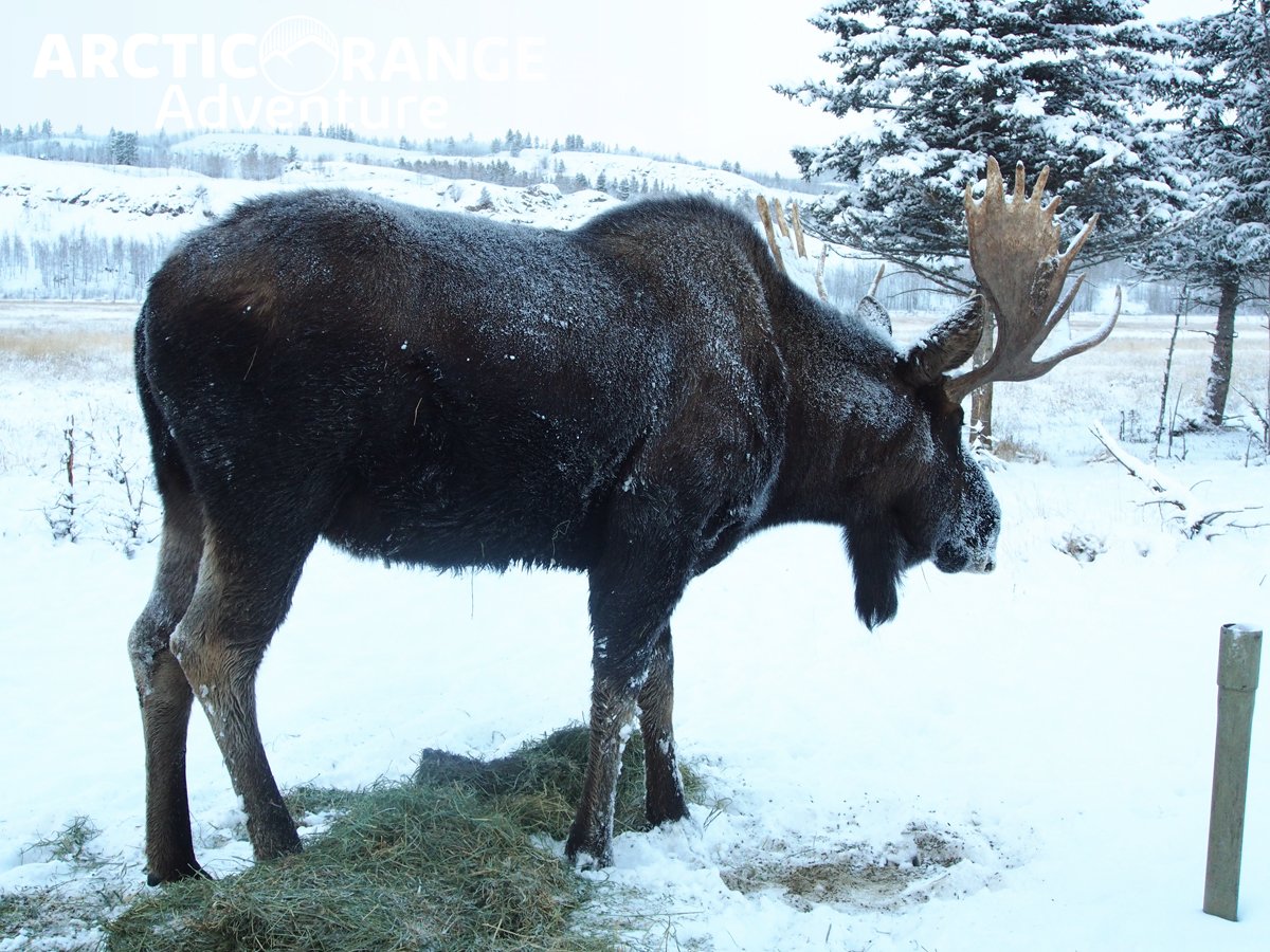 Moose Bull | Arctic Range Adventure