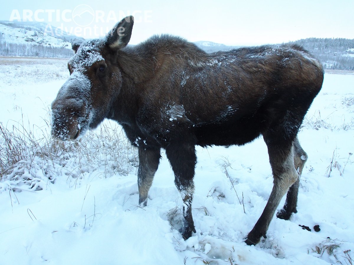 Arctic Moose In Snow