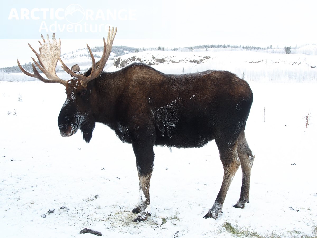 Moose Bull | Arctic Range Adventure