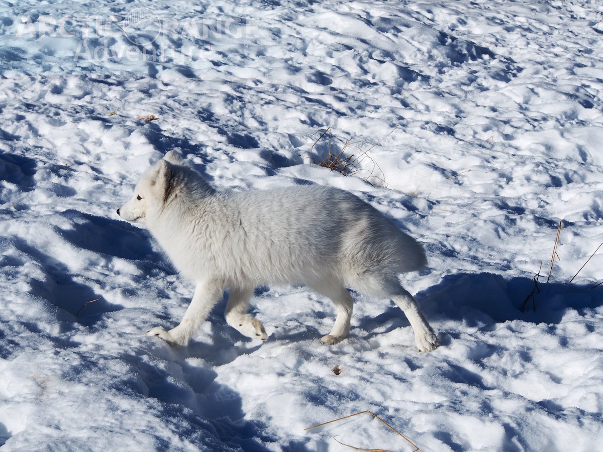 Arctic Fox Arctic Range Adventure arctic-fox-arctic-range-adventure