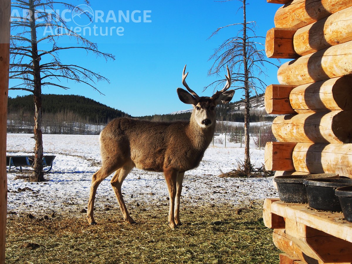 Deer | Arctic Range Adventure
