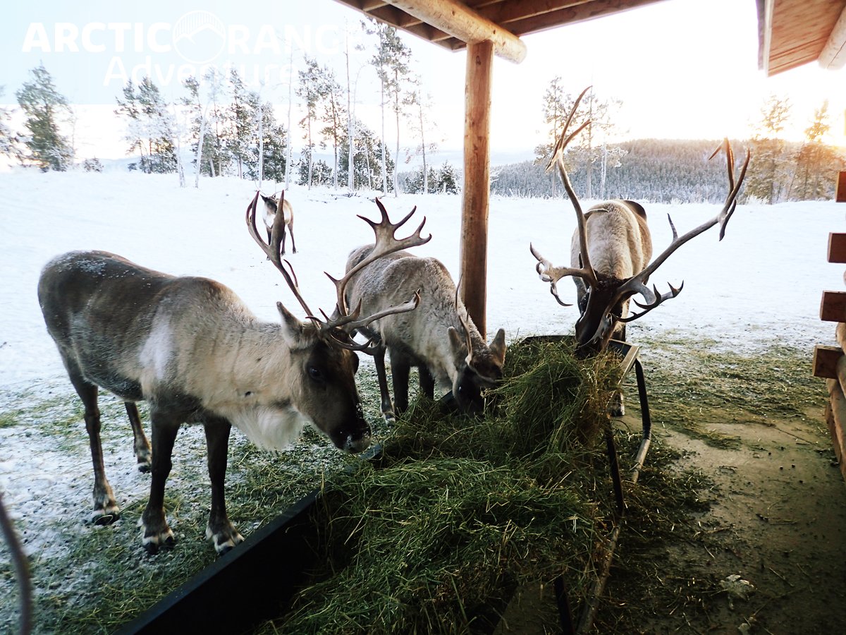 Caribou feeding | Arctic Range Adventure