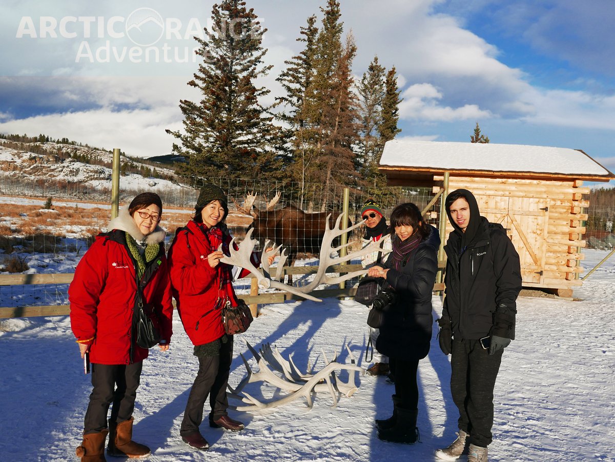 at the Moose enclosure | Arctic Range Adventure