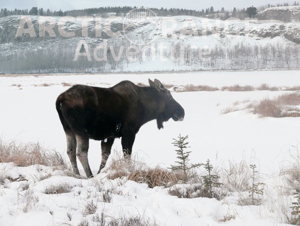 Moose | Arctic Range Adventure