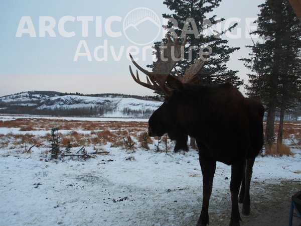 Moose | Arctic Range Adventure