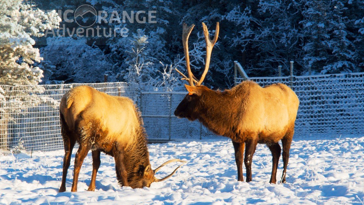 Elk | Arctic Range Adventure
