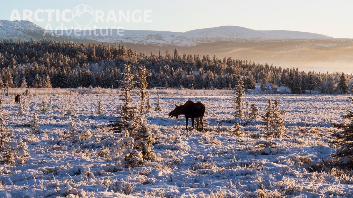 Moose | Arctic Range Adventure