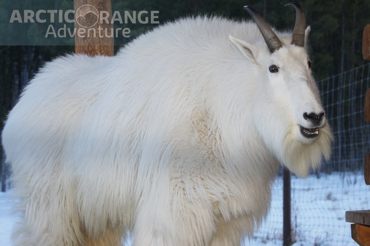 Mountain Goat | Arctic Range Adventure