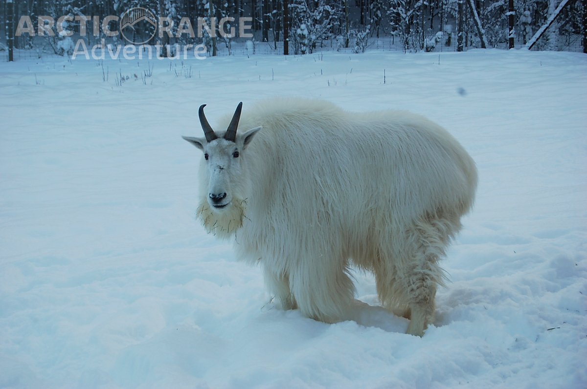 Mountain Goat in the field | Arctic Range Adventure