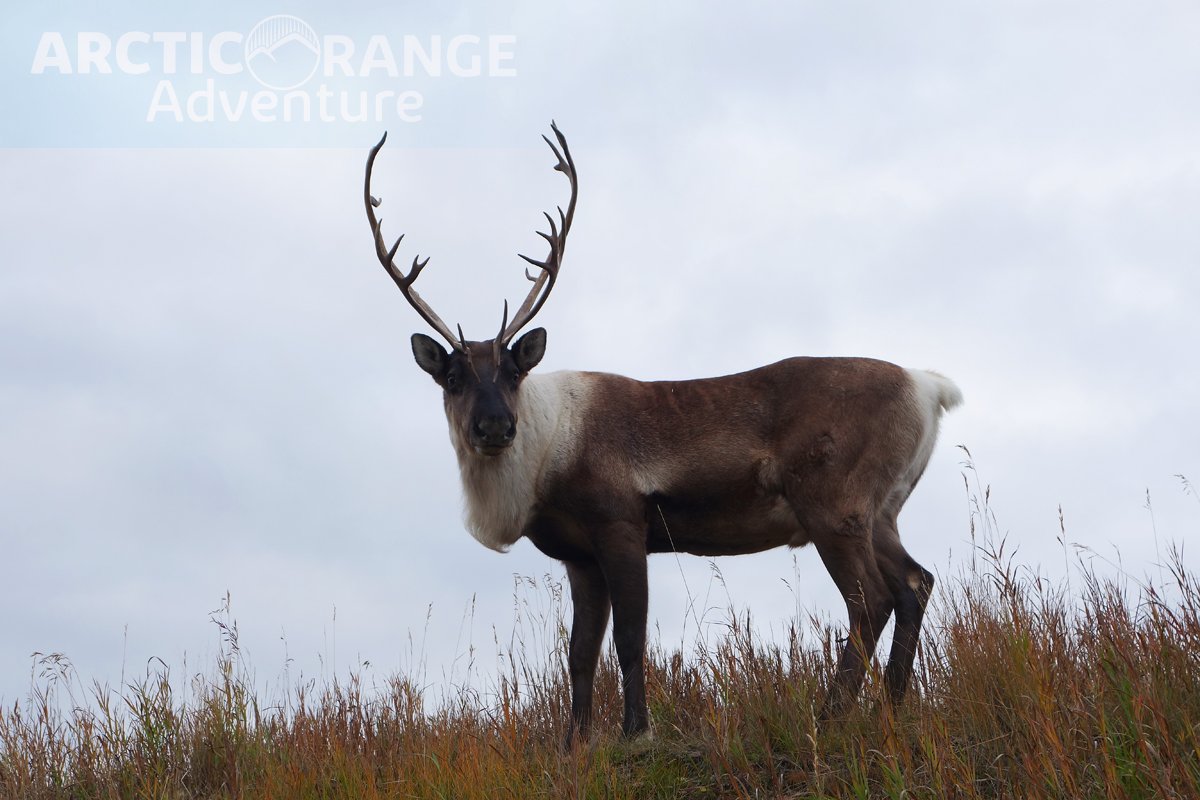 Cariboo | Arctic Range Adventure