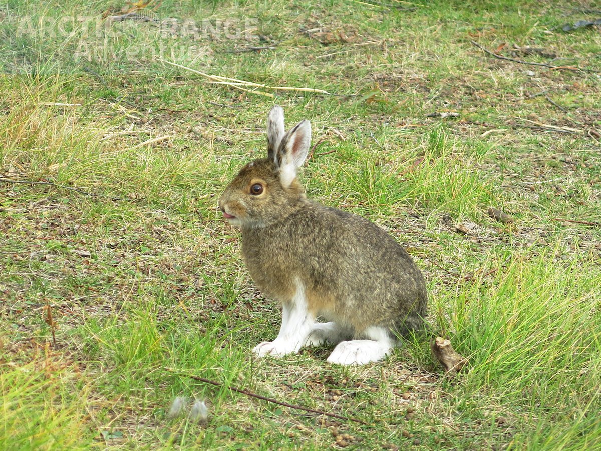 Snow Hare | Arctic Range Adventure