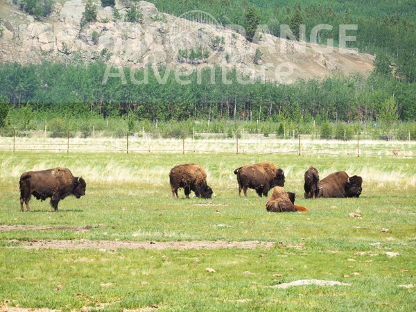 Bison | Arctic Range Adventure