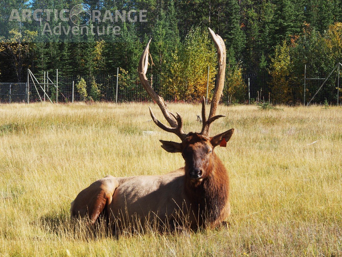 Elk | Arctic Range Adventure