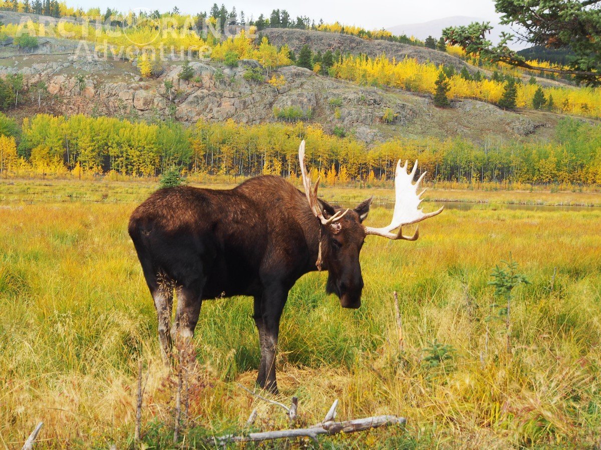 Moose | Arctic Range Adventure