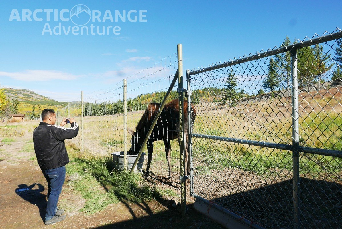 Moose in enclosure | Arctic Range Adventure
