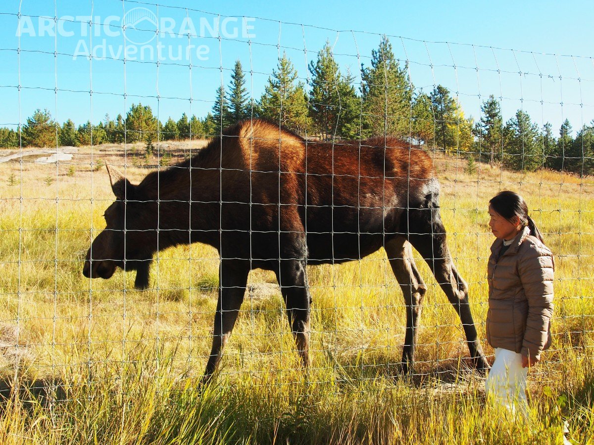 Guest at the Moose enclosure | Arctic Range Adventure