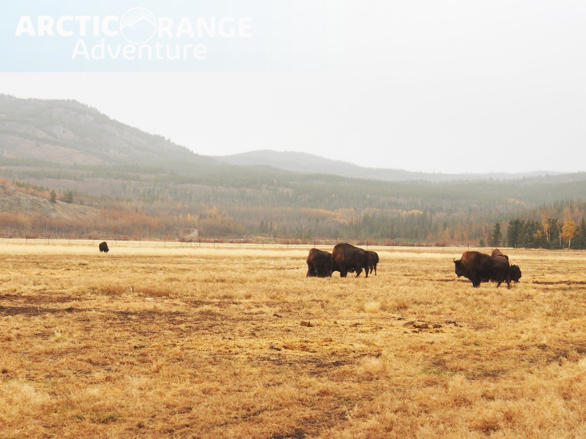 Bison | Arctic Range Adventure