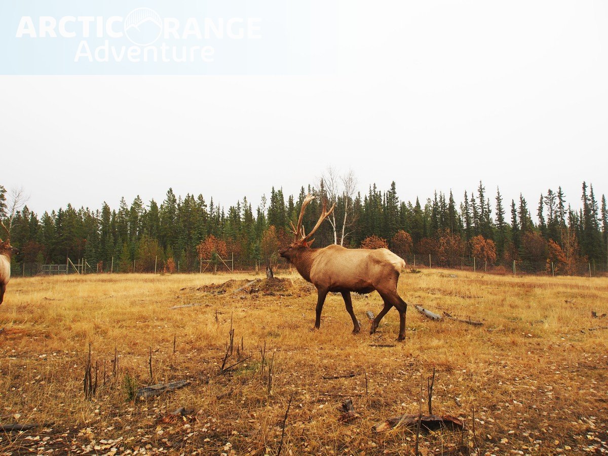Elk | Arctic Range Adventure