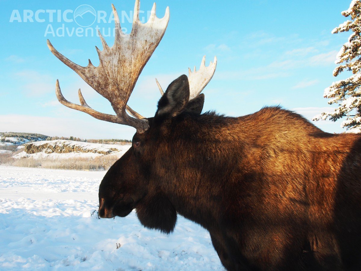 Moose | Arctic Range Adventure