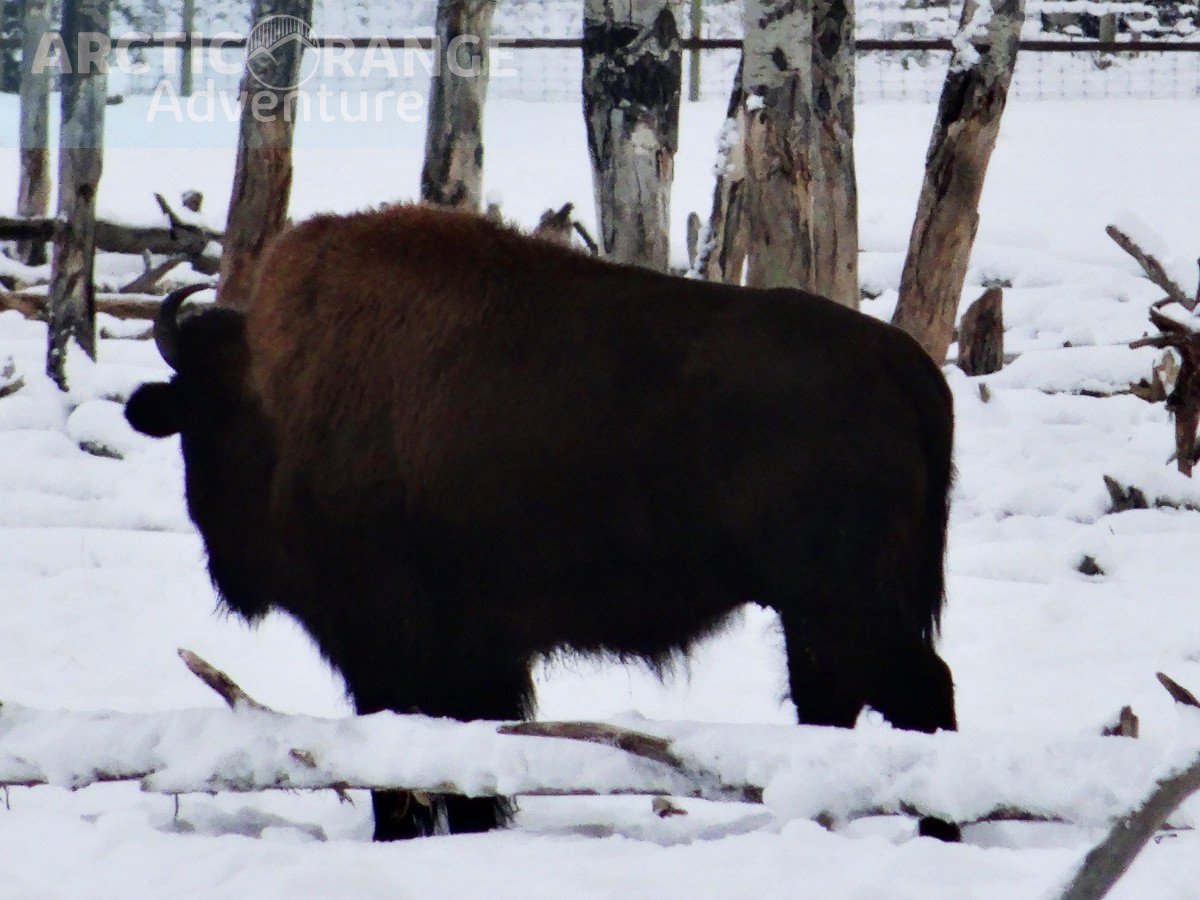 Bison | Arctic Range Adventure