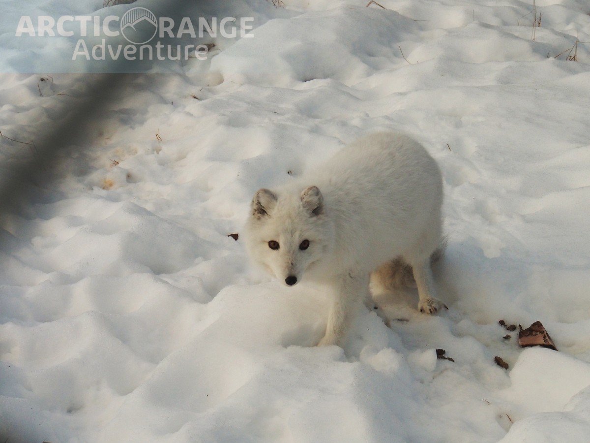 Arctic Fox | Arctic Range Adventure