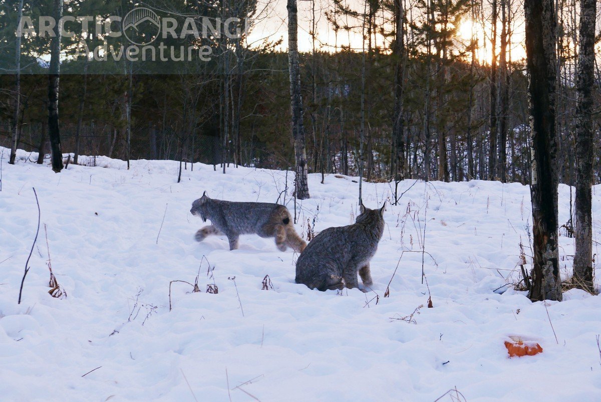 Lynx | Arctic Range Adventure