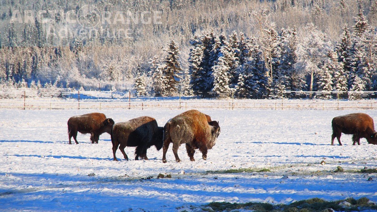 Bison | Arctic Range Adventure