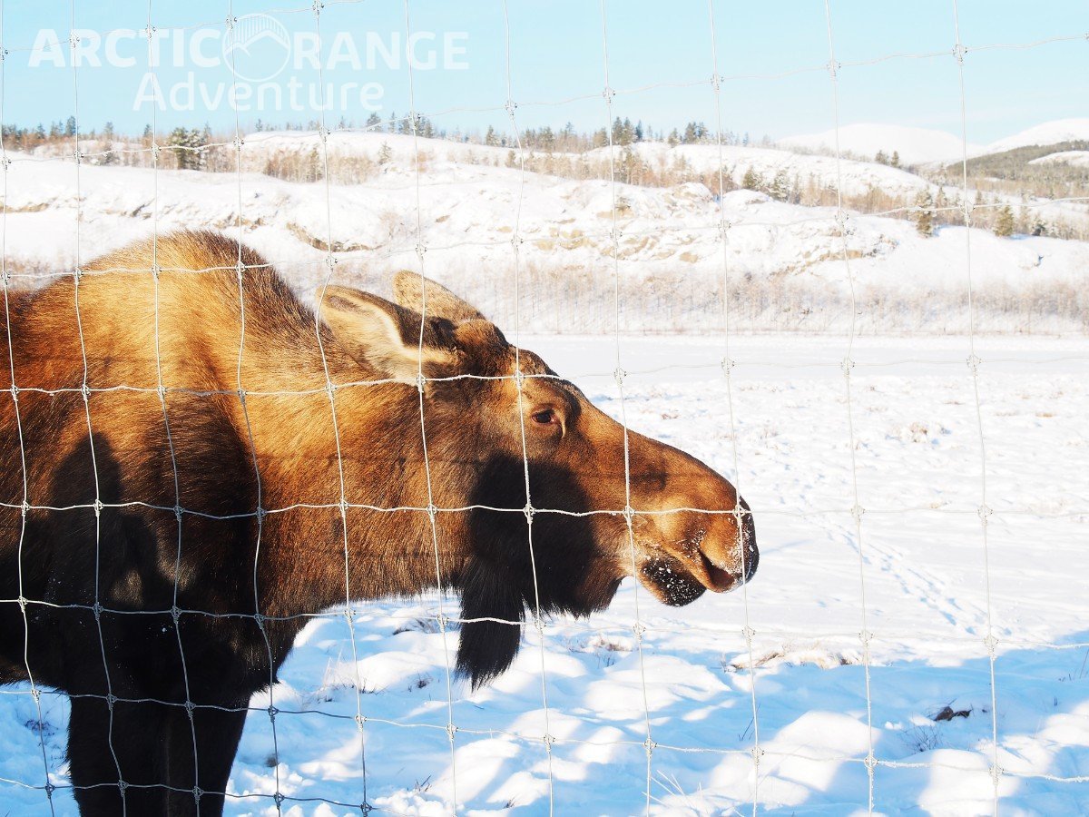Moose | Arctic Range Adventure