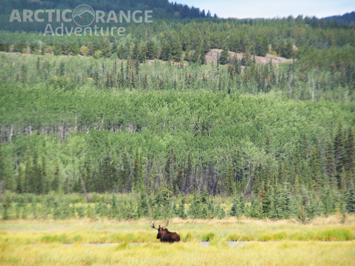 Moose in swamp | Arctic Range Adventure