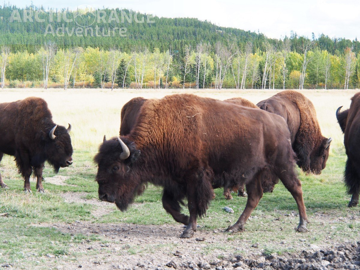 Bison | Arctic Range Adventure