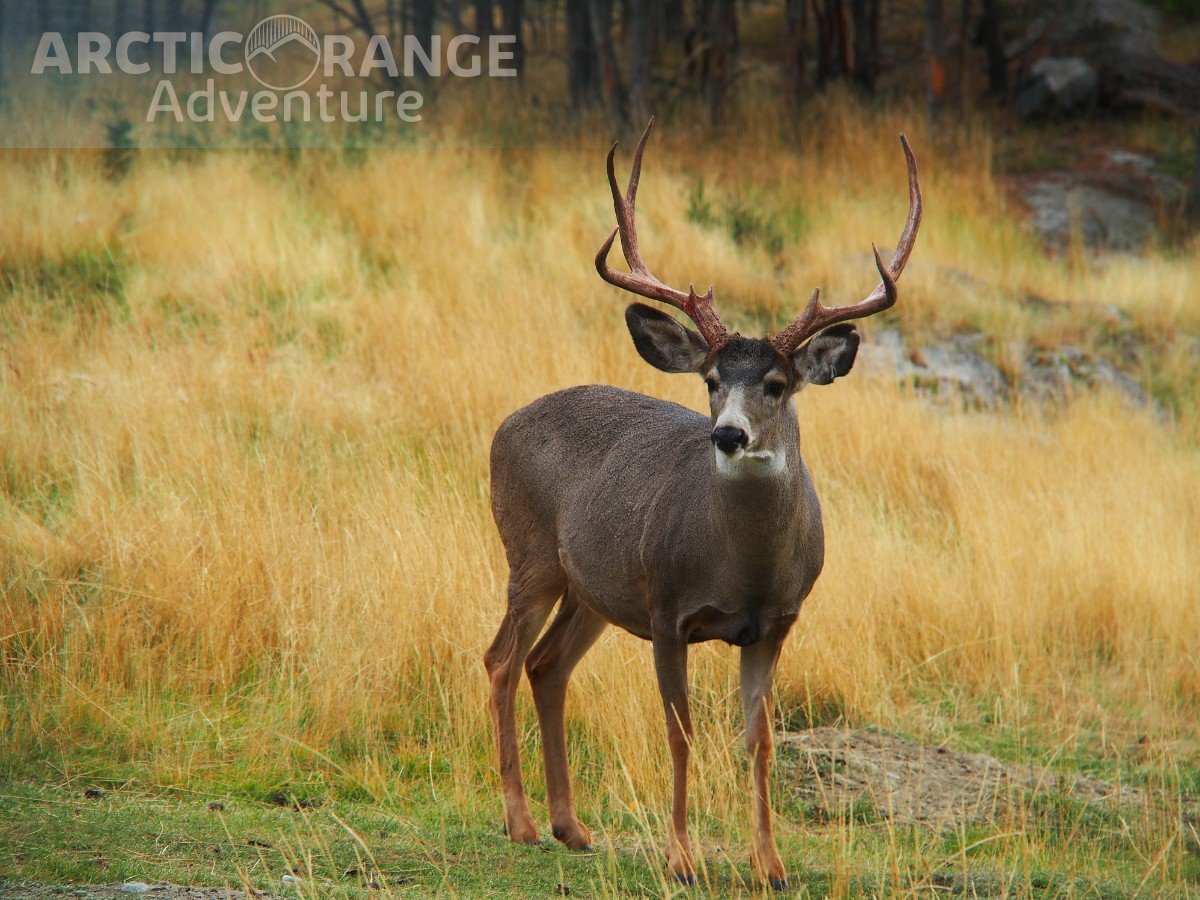 Impressive Deer Bull | Arctic Range Adventure
