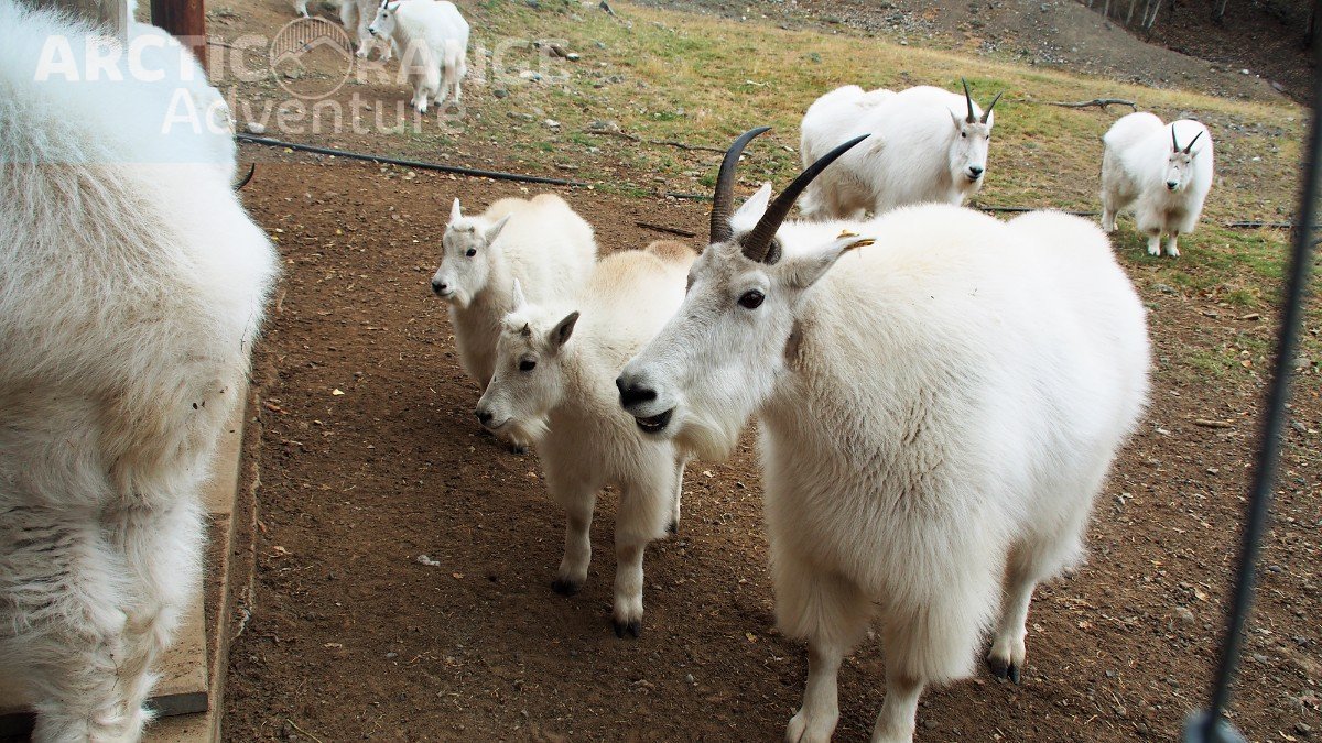 Mountain Goats | Arctic Range Adventure